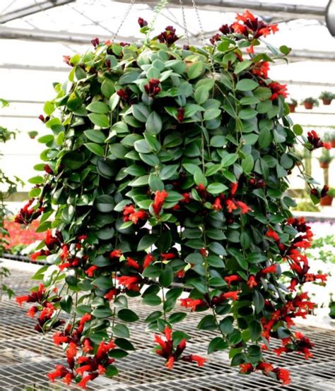 Aeschynanthus 'Mona Lisa' | Zielony-parapet