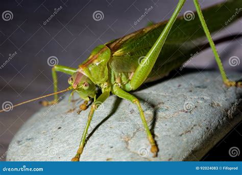 Grasshopper Resting On A Stone And Cleaning Its Feet Stock Image