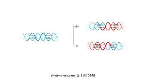 Dispersive Dna Replication Scientific Design Vector Stock Vector