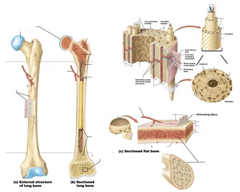 4 0 The Body S Framework The Skeletal System Diagram Quizlet