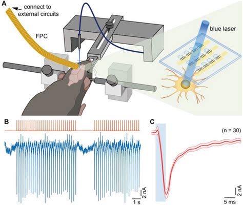 In Vivo Evaluation Of Zno‐tft Array By Laser Stimulating On Chr2 Virus Download Scientific
