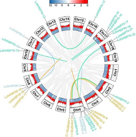 Tandem Duplication And Segmental Duplication Of Lchihsp Genes The
