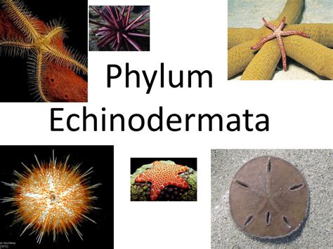 Phylum Echinodermata General Characteristics And Classification