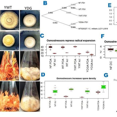 Hyperosmotic Conditions Induce Phenotypic Degeneration In Neutralized Download Scientific