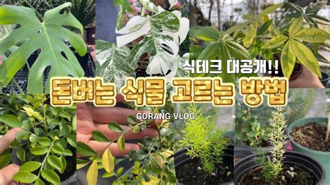 Ep6 돈 되는 식물 고르는 법 식테크 식물고르는법 꽃집 알바 브이로그 식집사 Flower Vlog Youtube