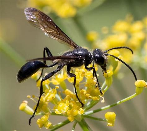 Grass Carrying Wasp Isodontia Mexicana Bugguide Net