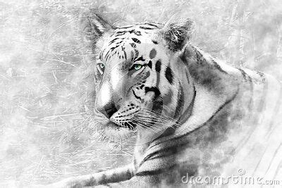 White Tiger Pencil Drawing