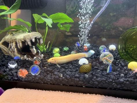 Identifying Loach Sex R Loaches