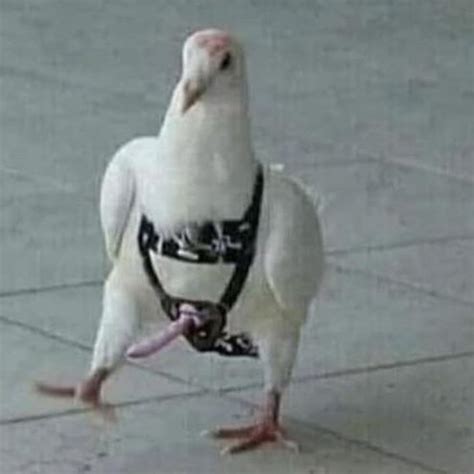 Brand New Sex Drone R BirdsArentReal