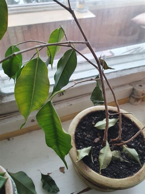 Help Why Cant I Enable Time Remapping R Aftereffects