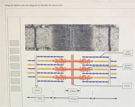 label the diagram and identify structures