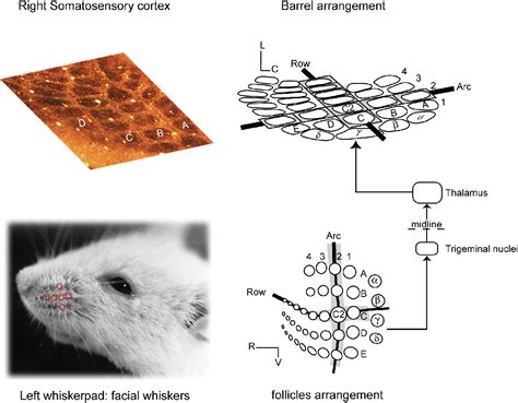 Figure 1 From Neurophysiologic And Proteomic Investigations Of Experience Dependent Plasticity