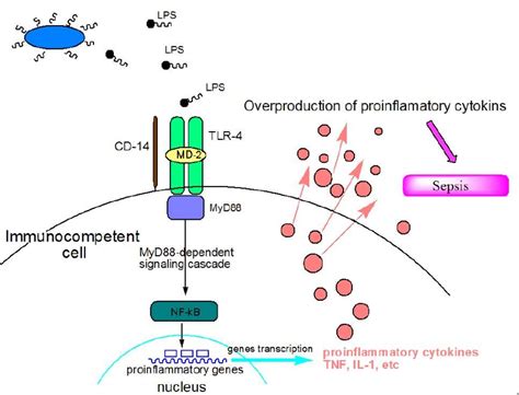 Lipopolysaccharide Lps Induced Sepsis Model Creative Bioarray
