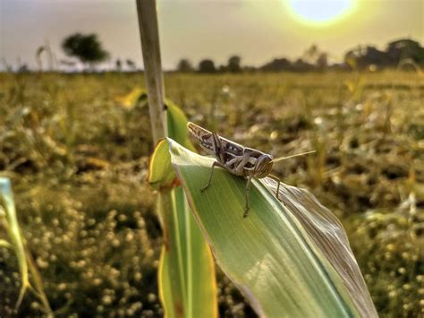 The 8 Main Types Of Grasshoppers You Should Know About