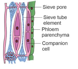 Difference Between Xylem And Phloem Structure Funtions Components