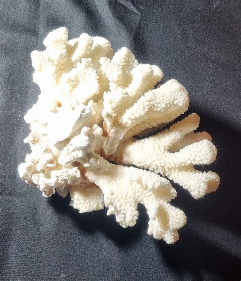 Coral Section Cites Appendix Ii Annex B In The Eu Catawiki