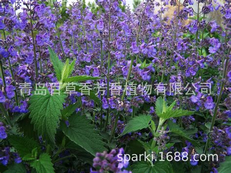 宠物猫咪零食粉末干叶猫薄荷猫猫玩具填充物猫薄荷23年新品 阿里巴巴