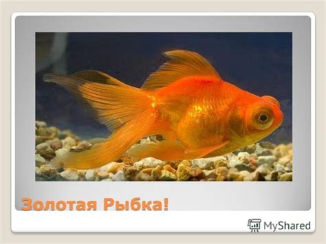 Презентация на тему: "Золотая Рыбка!. Золотые рыбки растут в основном ...