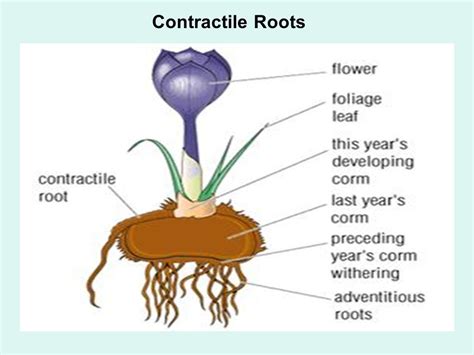 Contractile Roots