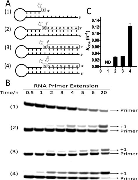 Rna Primer Example At Kerry Palacios Blog