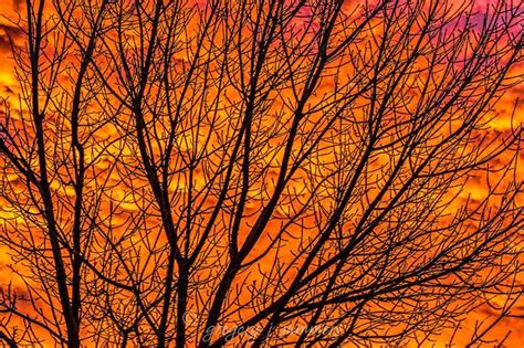 Tree Silhouette Against Orange Sky