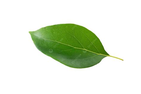 Large Canopy PNG Vector PSD And Clipart With Transparent Background For Free Download Pngtree