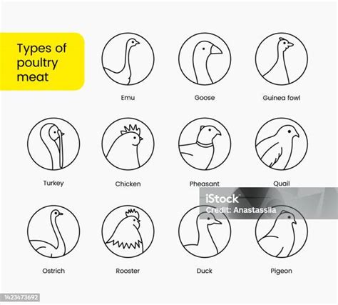 가금류 고기의 종류 벡터의 선형 아이콘 세트 새 머리 그림 0명에 대한 스톡 벡터 아트 및 기타 이미지 0명 가금류 거위 고기 Istock