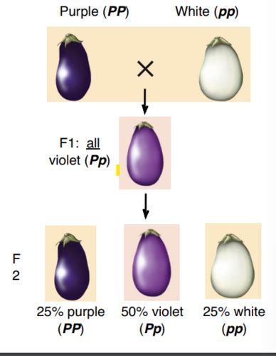 Genetics Chapter 5 Part A Flashcards Quizlet