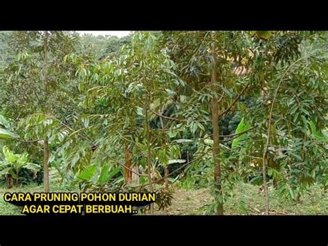 Cara Pruning Tunas Air Pada Pohon Durian Agar Cepat Berbuah - YouTube