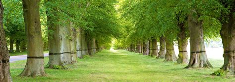 Example Tree Preservation Order At Norris Carrico Blog