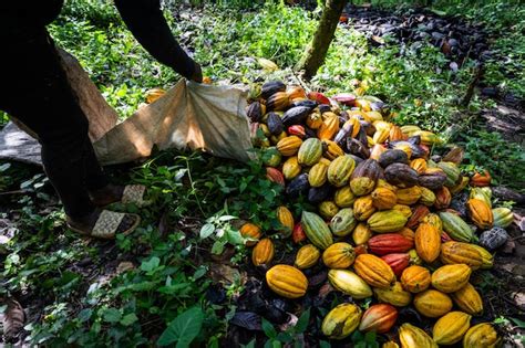 Premium Photo Closeup Of Cocoa Pods Collected By A Female Farmer