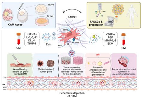 Chorioallantoic Membrane Assay At The Cross Roads Of Adipose Tissue