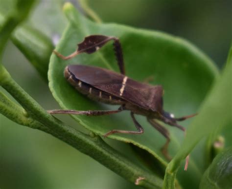 Leaffooted Bug Control Insecticide Solutions For Orchard And Field