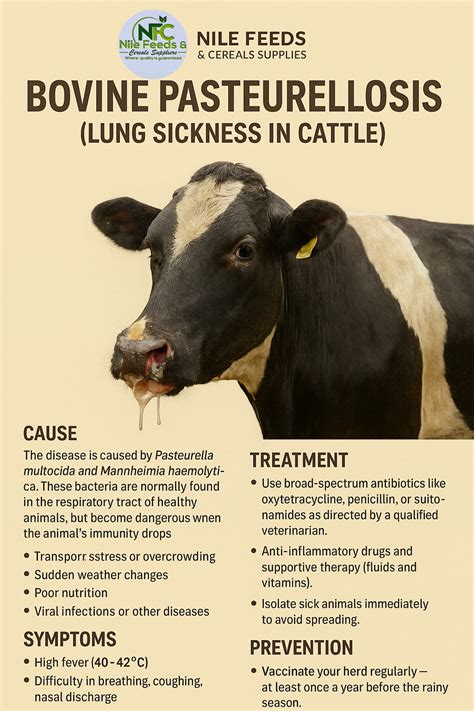 Nile 🐄 Bovine Pasteurellosis Lung Sickness In Cattle Bovine