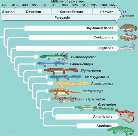 Tetrapods Html 34 20tetrapodorigin L 