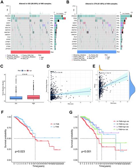 Precision Prognostication In Breast Cancer Unveiling A Long Non Coding Rna Based Model Linked