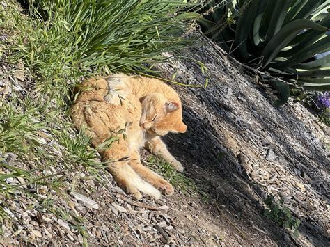 Little Cheeto ̈ Rucdavis