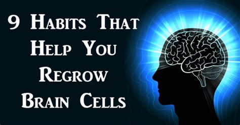 Habits That Help You Regrow Brain Cells David Avocado Wolfe