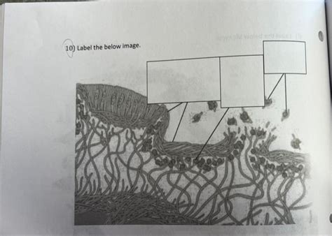 Solved 10 Label The Below Image Chegg Com