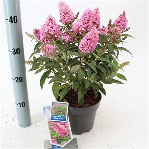 Buddleja Davidii Butterfly Candy Little Pink — Plant Wholesale Floraccess
