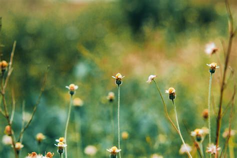 경치 꽃 꽃 풍경 꽃무늬 꽃이 피는 꽃잎 노란색 녹색 동식물 들판 들판의 꽃 매크로 무리 보케 봄 선명한 섬세한 성장 소프트 포커스 식물