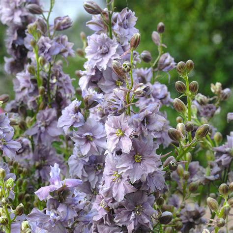 Larkspur Seeds Misty Lavender Flower Seeds In Packets And Bulk Eden