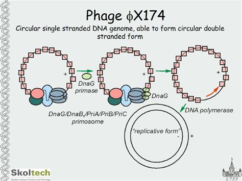 Msu And Skoltech Phage And Virus Replication Phage