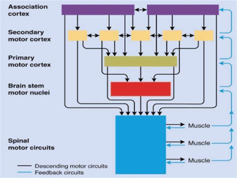 7 sensimotor system flashcards quizlet