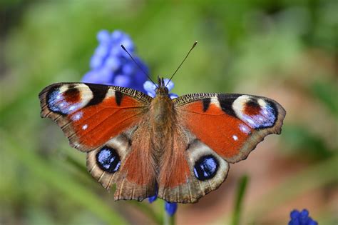 Blue Peacock Butterfly