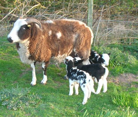 Mathilda With Her Three Green Routes