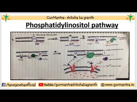 Phosphatidylinositol