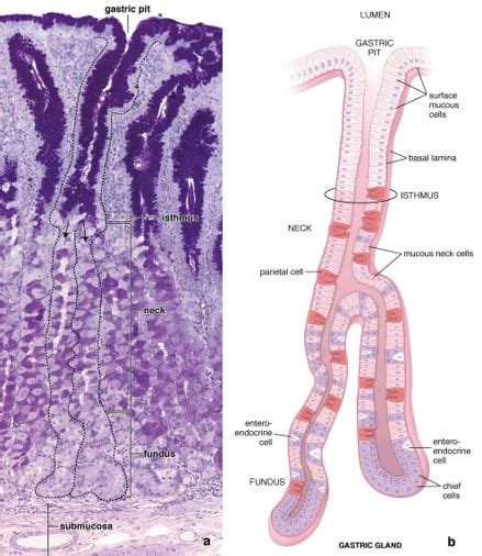 Gastrointestinal System Histology Education
