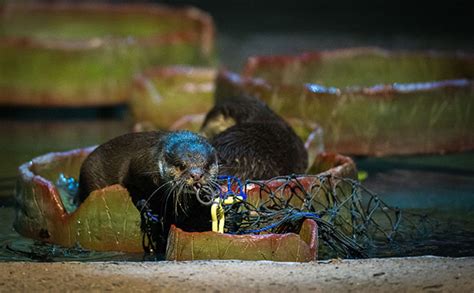 Night Safari Revamps Creatures Of The Night Animal Show Unveils New