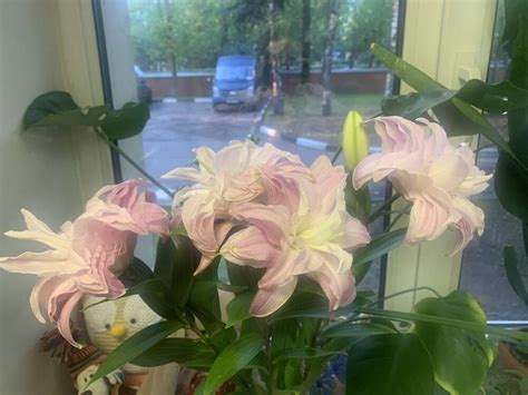 Лилия Лотус Куин (Lilium Lotus Queen) купить луковицы в Москве по ...
